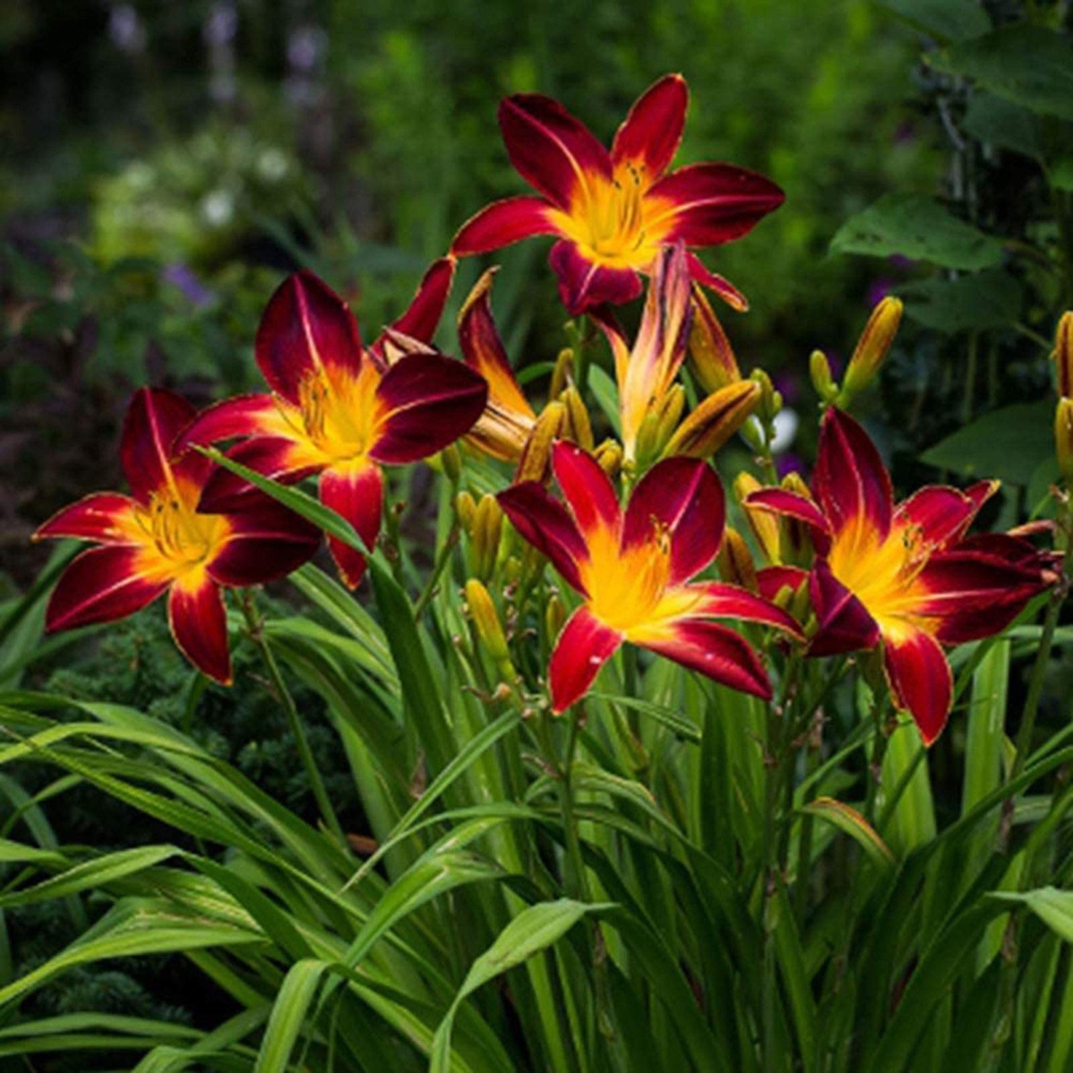 گیاهان بوته ای - بارش سبز